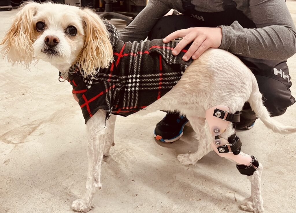 Dog Knee Brace for CCL / ACL Tear | Specialized Pet Solutions