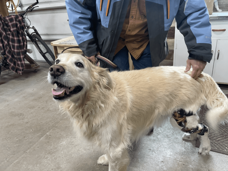 Dog Knee Brace for CCL / ACL Tear | Specialized Pet Solutions