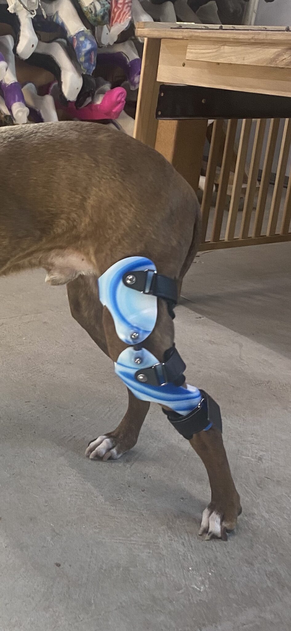 Dog Knee Brace for CCL / ACL Tear | Specialized Pet Solutions