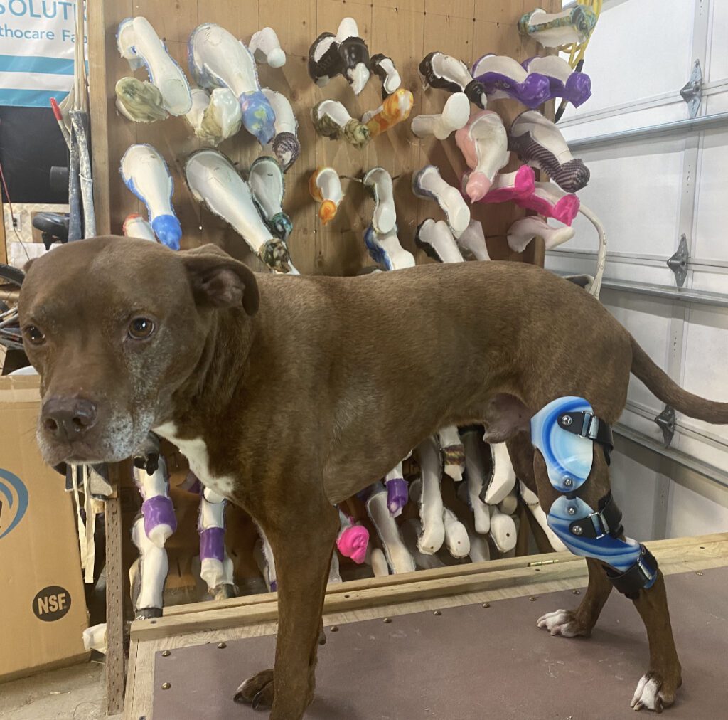 Dog Knee Brace for CCL / ACL Tear | Specialized Pet Solutions