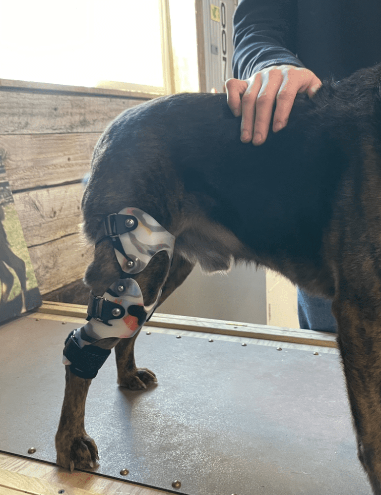 Dog Knee Brace for CCL / ACL Tear | Specialized Pet Solutions