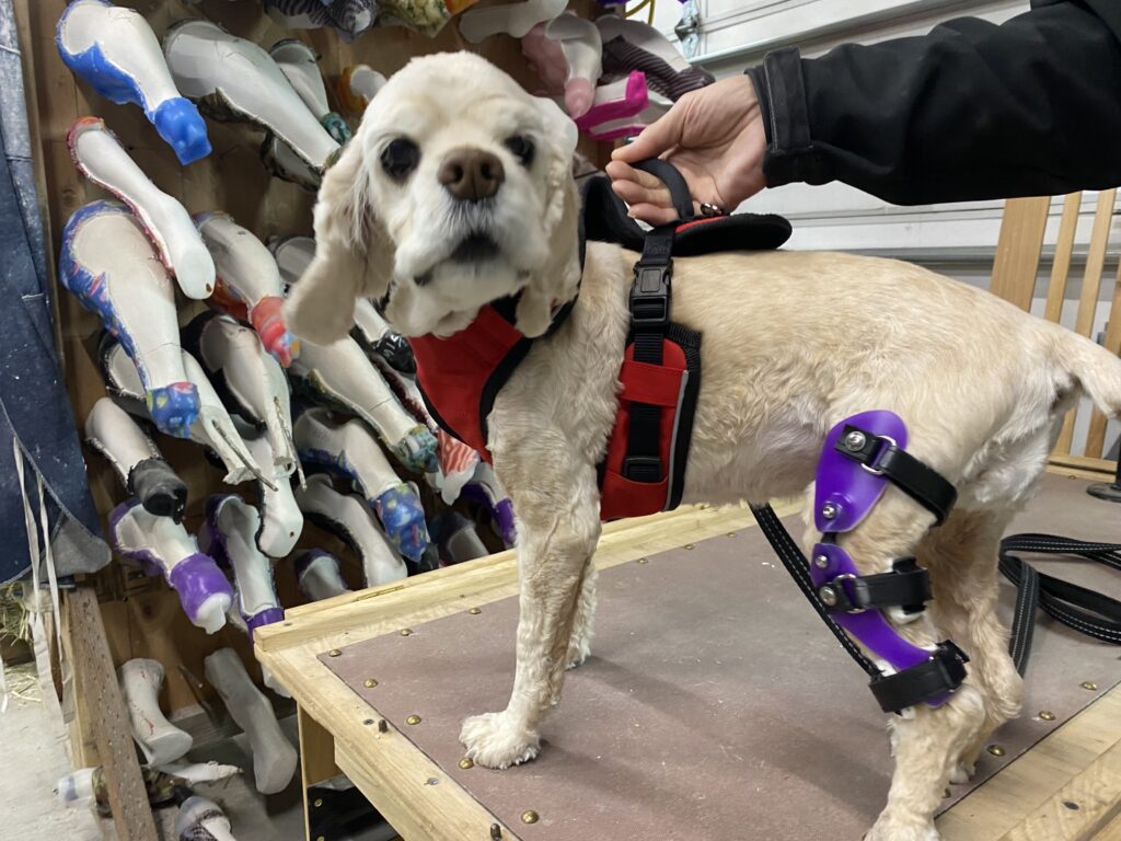 Dog Knee Brace for CCL / ACL Tear | Specialized Pet Solutions