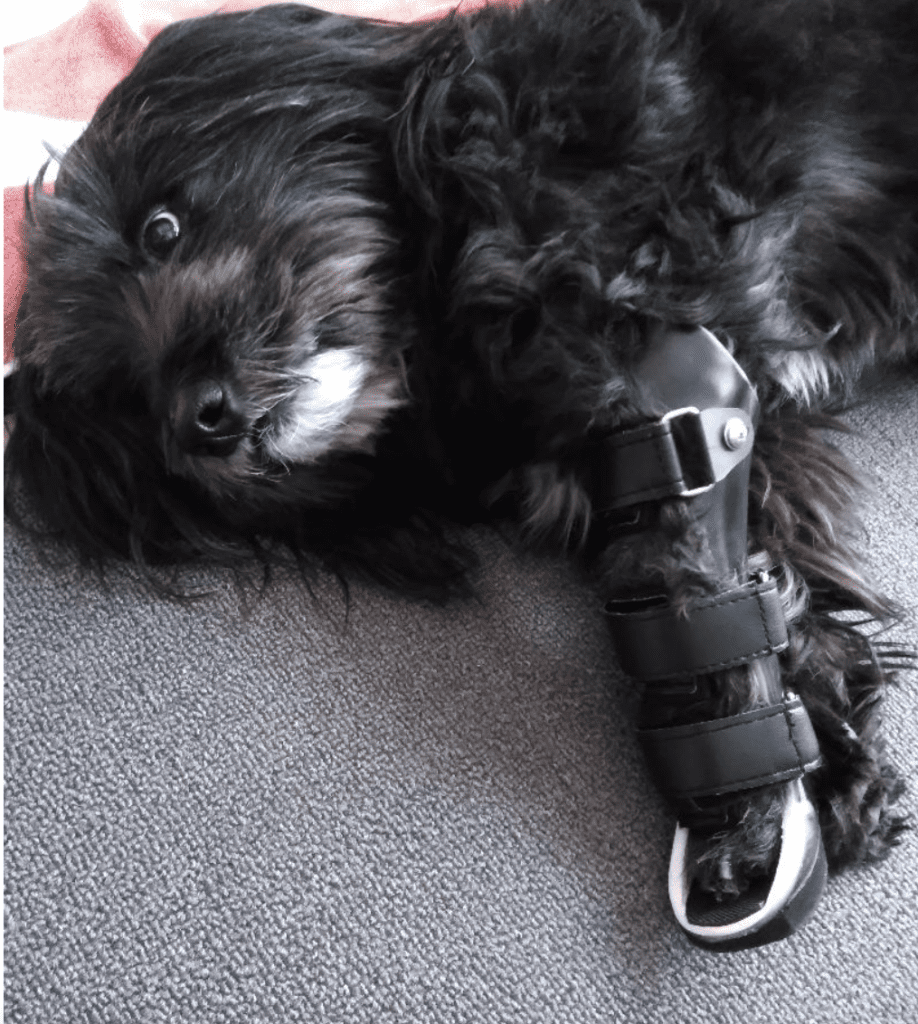 Dog Wrist Brace Without Paw | Specialized Pet Solutions