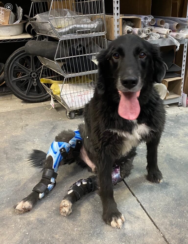 Stifle/Hock Combo Brace - Specialized Pet Solutions- $795 - Specialized ...