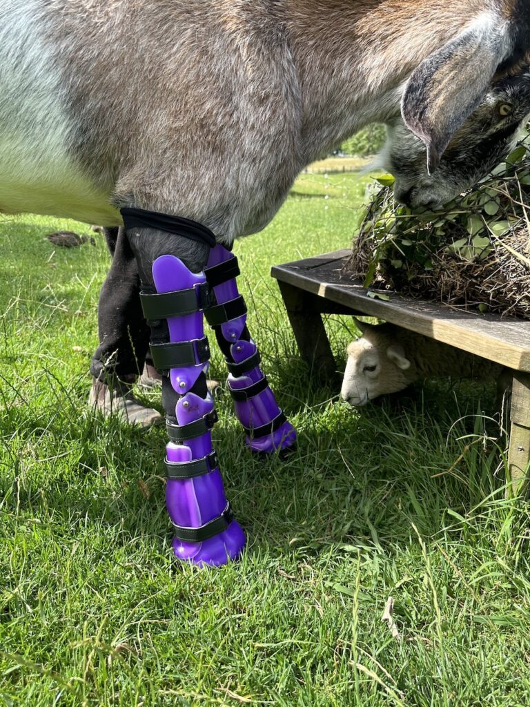 Large Animal Braces | Specialized Pet Solutions