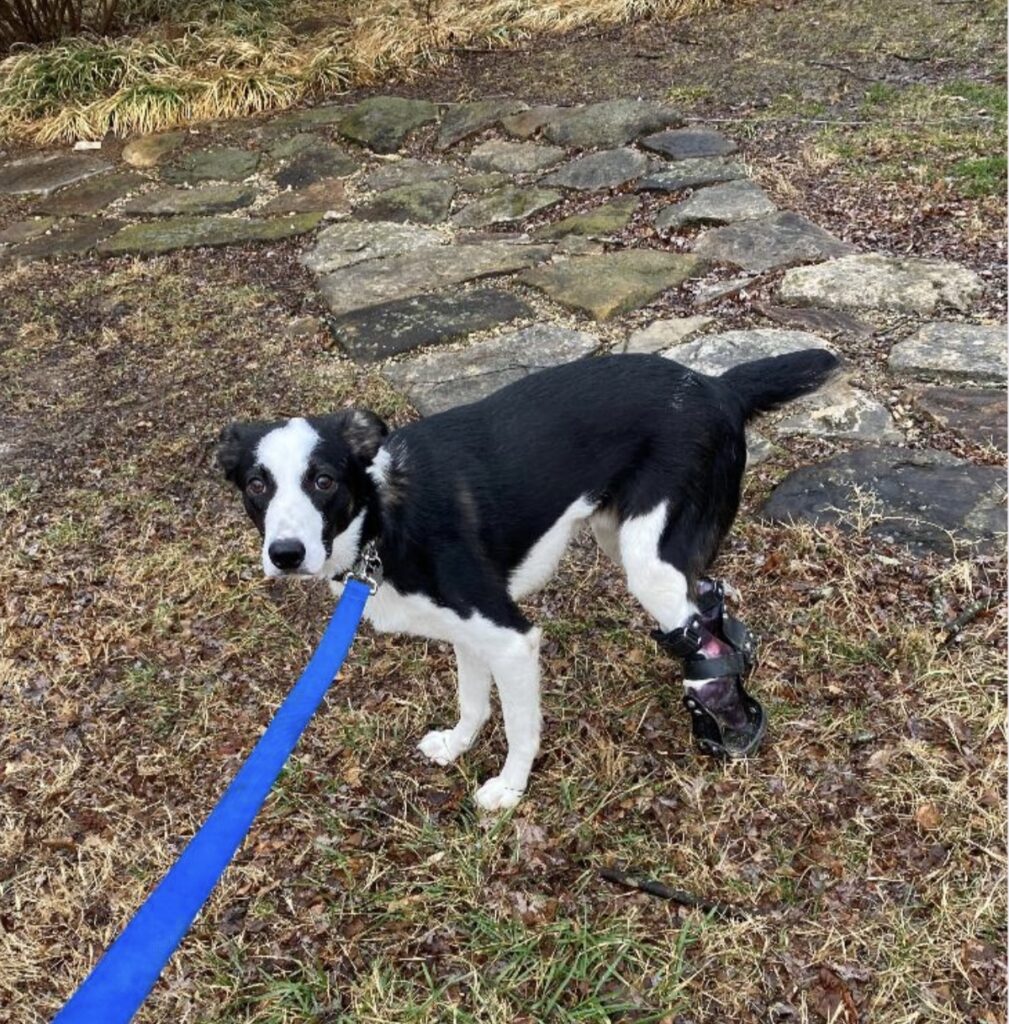 Dog Prosthetics or Partial Limb Prosthetics for Dogs.